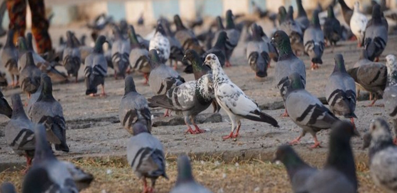 Cara Ternak Burung Dara Cara Ternak Burung Dara