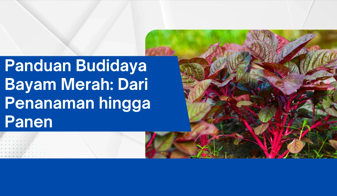 Panduan Budidaya Bayam Merah: Dari Penanaman hingga Panen