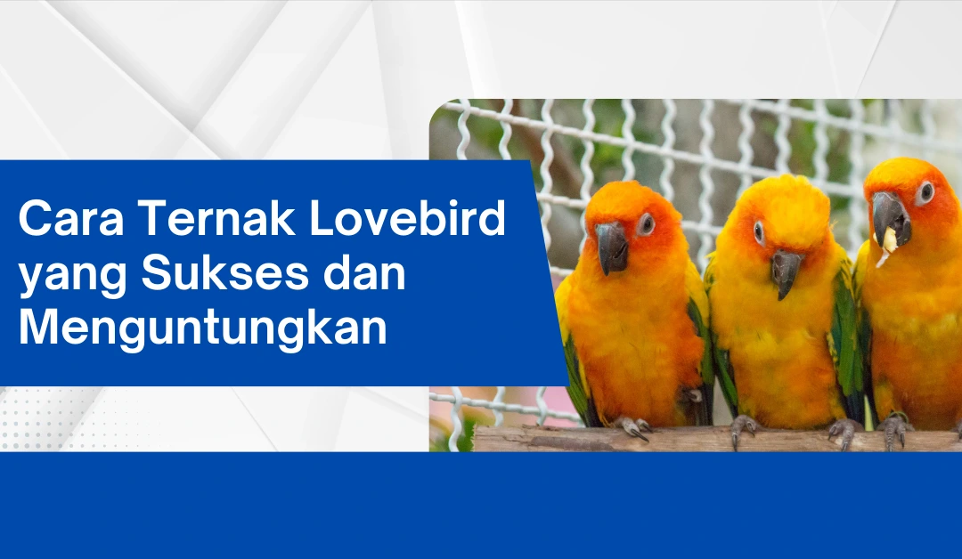 Cara Ternak Lovebird yang Sukses dan Menguntungkan
