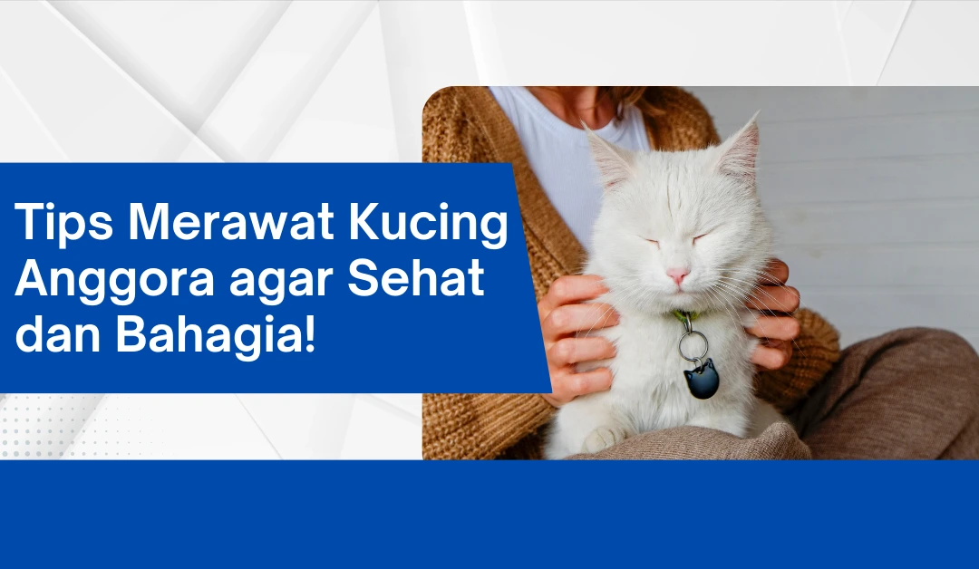 Tips Merawat Kucing Anggora agar Sehat dan Bahagia!